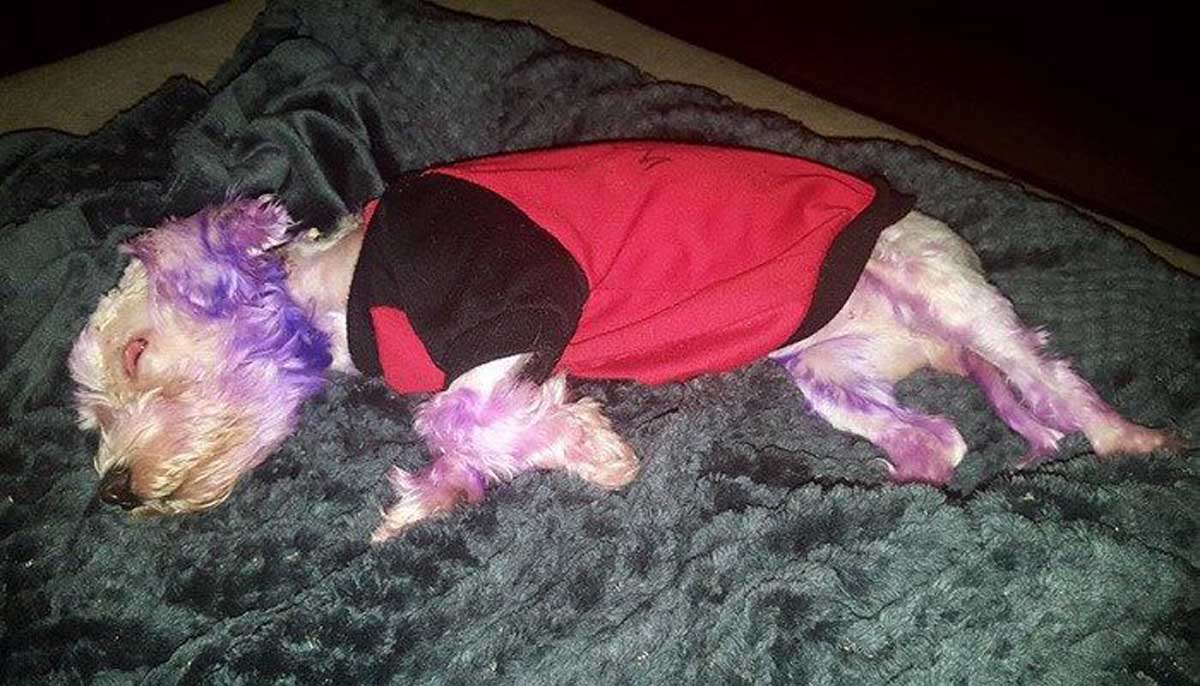 Violet the dog recovers from nearly deadly dye job | Lake Oconee Breeze